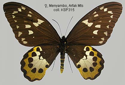 Papua Insects Foundation (Lepidoptera/Papilionidae/Ornithoptera chimaera)